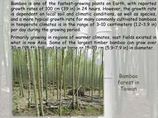 Bamboo presentation | PPTX