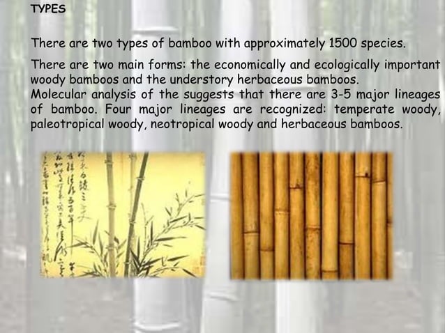 Bamboo presentation | PPTX