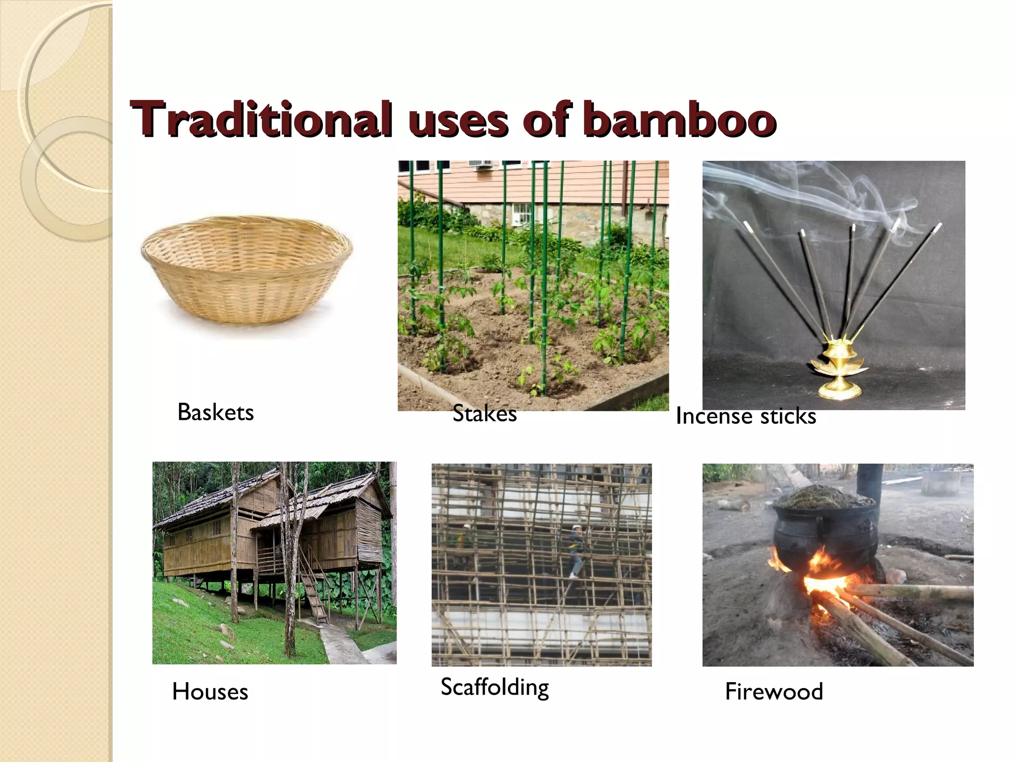 Bamboo & its uses | PPT