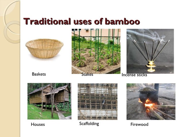 Bamboo & its uses | PPT