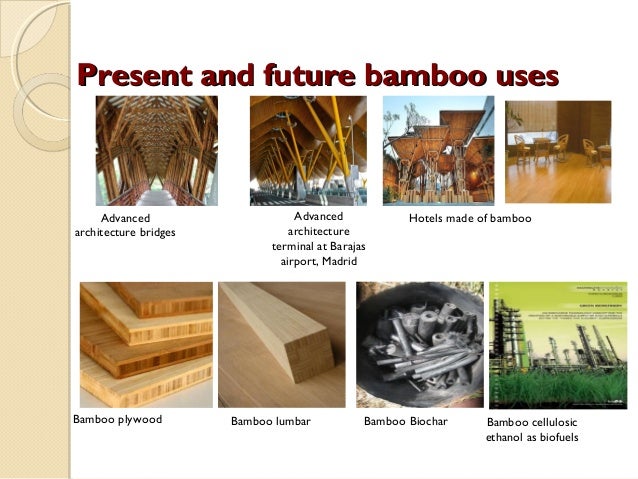 Bamboo & its uses