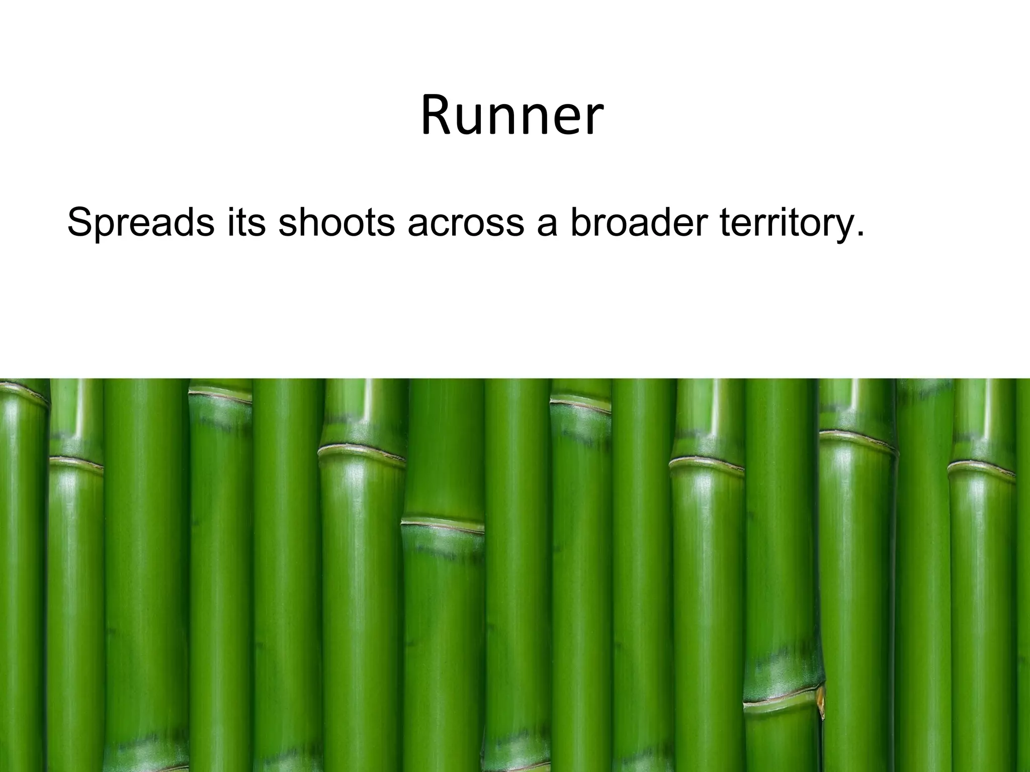 Bamboo principle aim thinkwell | PPS