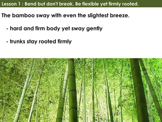 Bamboo principle aim thinkwell | PPT
