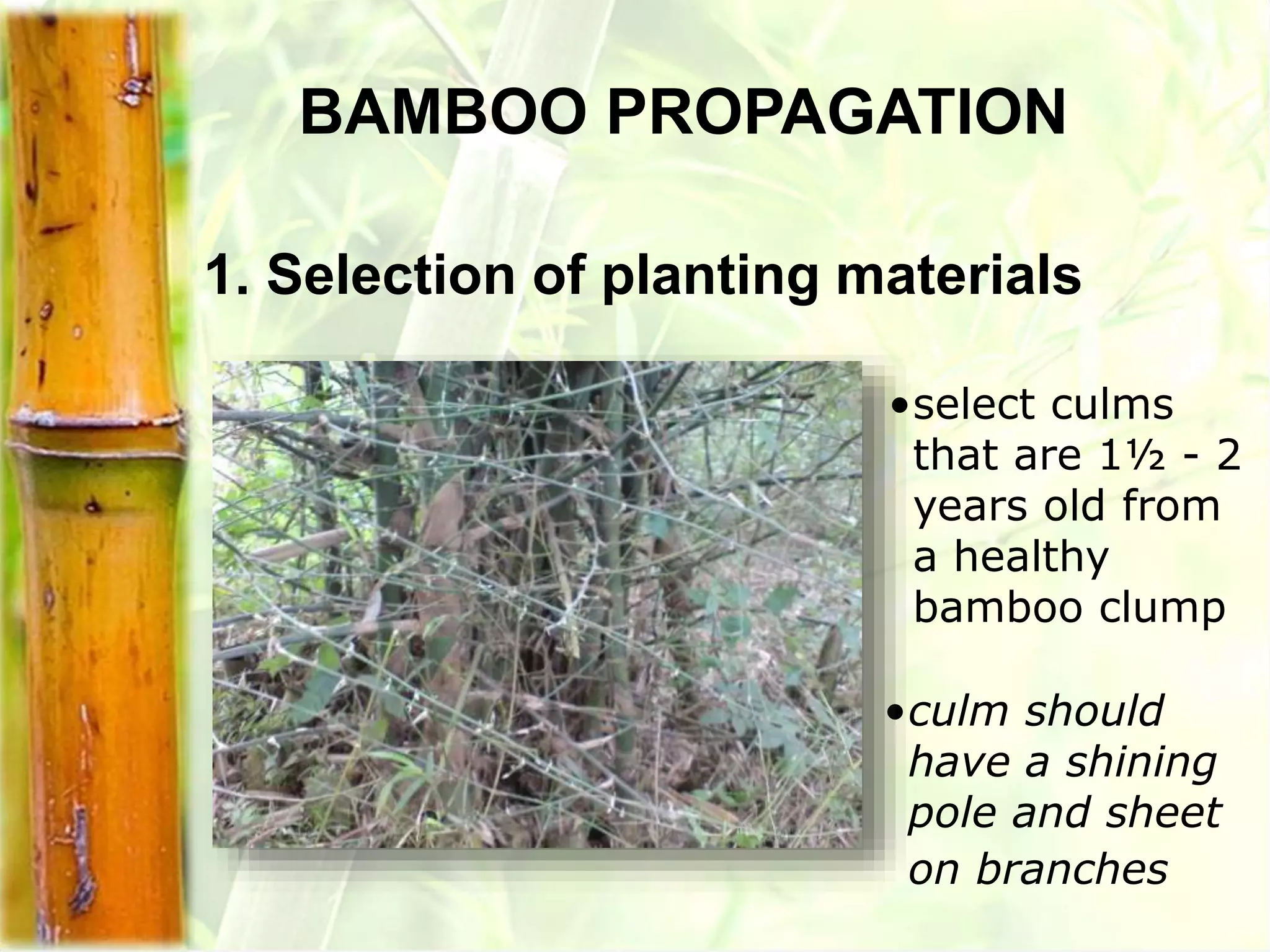 Bamboo Propagation.ppt