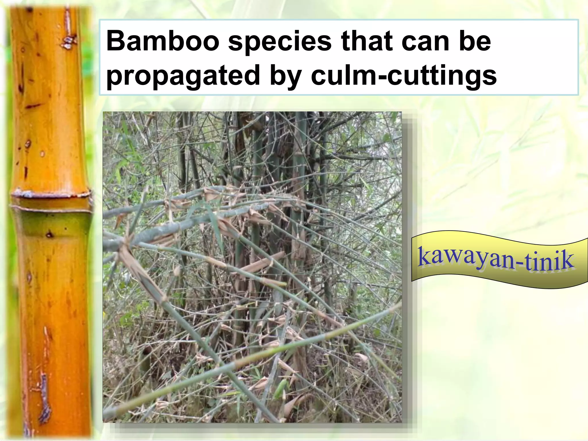 Bamboo Propagation.ppt