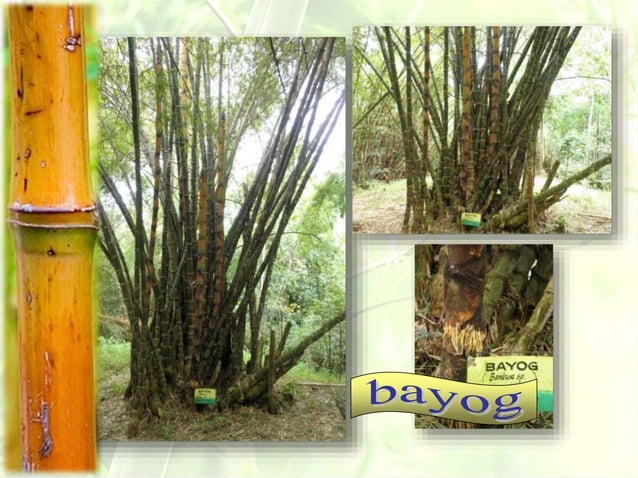 Bamboo Propagation.ppt | Gardening | Home & Garden