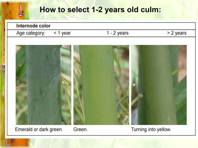 Bamboo Propagation.ppt | Gardening | Home & Garden