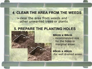 Bamboo Propagation.ppt