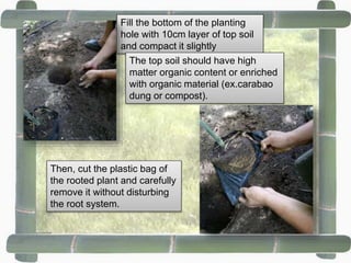 Bamboo Propagation.ppt