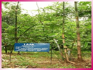 CLASS V ENGLISH SANTHALS TRIBE AND BAMBOO DISH | PPT