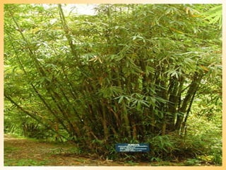 CLASS V ENGLISH SANTHALS TRIBE AND BAMBOO DISH | PPT