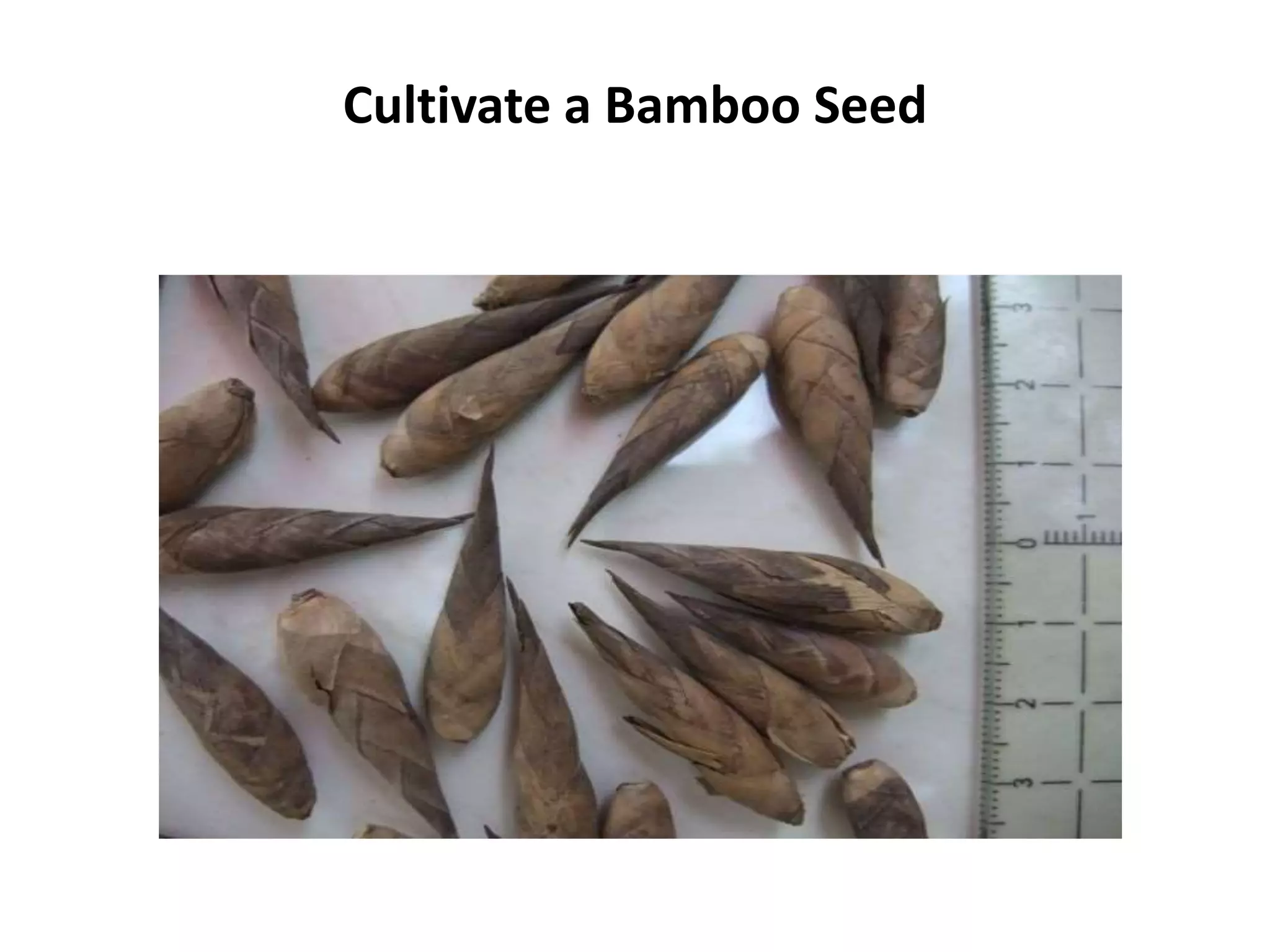 Bamboo tree | PPTX