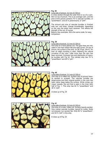 Bamboo under the_microscope | PDF