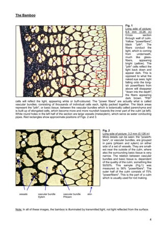 Bamboo under the_microscope | PDF