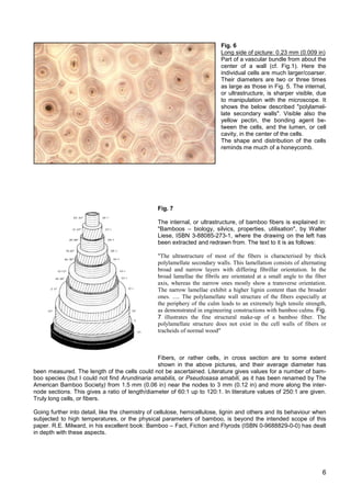 Bamboo under the_microscope | PDF