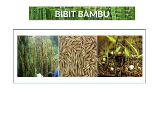 BAMBU sebagai jenis hasil hutan non kayu | PPTX