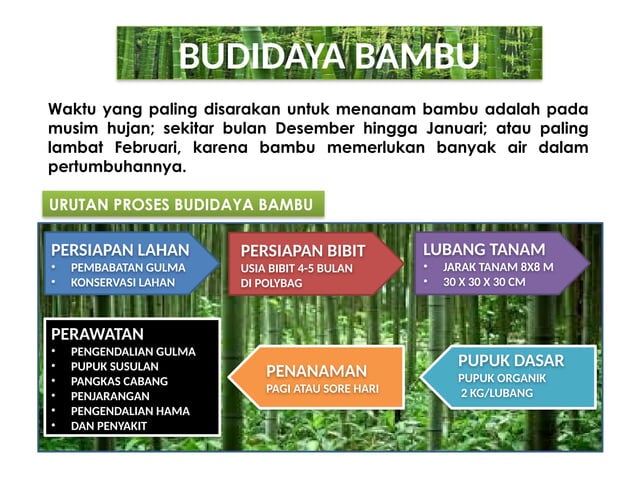 BAMBU sebagai jenis hasil hutan non kayu | PPTX