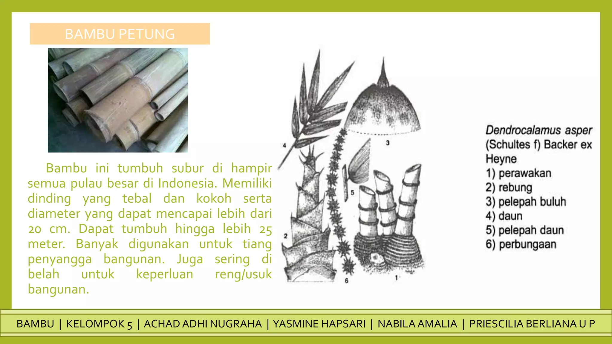 konstruksi bahan bangunan: bambu | PPTX