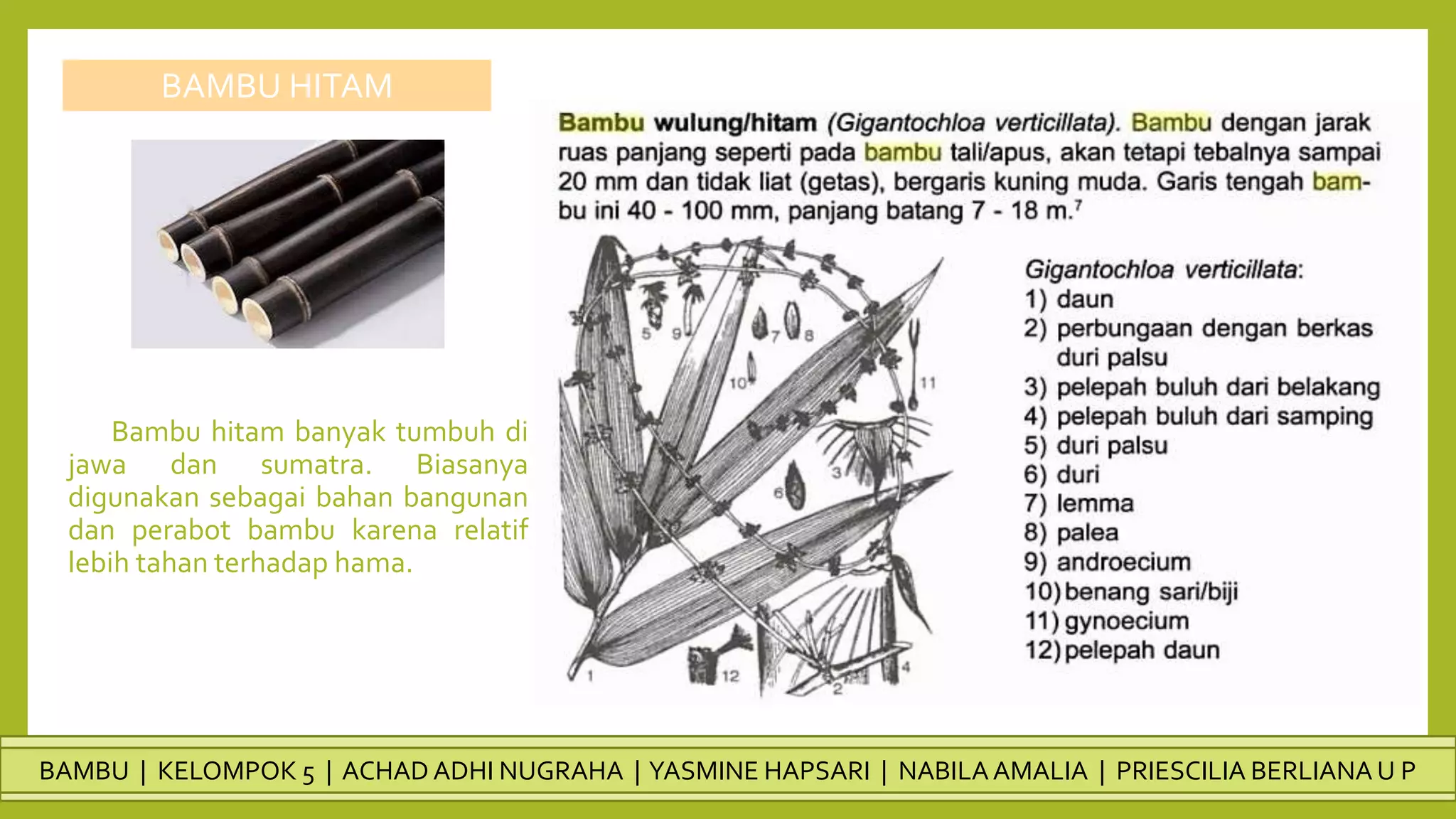 konstruksi bahan bangunan: bambu | PPTX