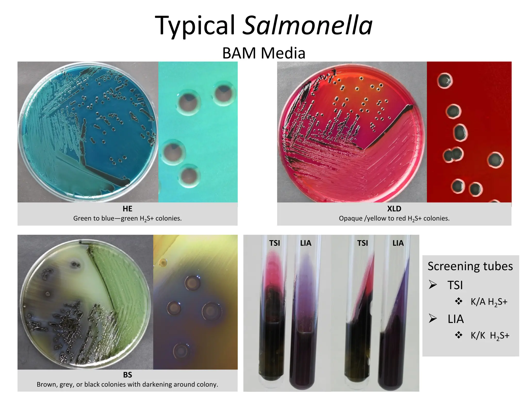 Metodología bam para salomonella en alimento | PDF