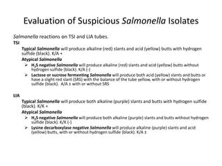 Metodología bam para salomonella en alimento | PDF