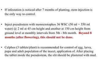 insect pest of mango and banan | PPTX