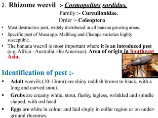 insect pest of mango and banan | PPTX
