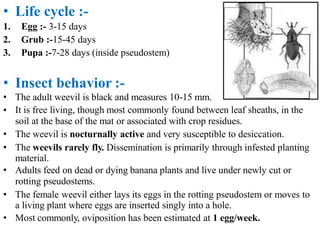 insect pest of mango and banan | PPTX