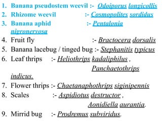 insect pest of mango and banan | PPTX