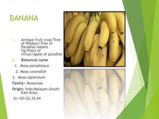 Banana | PPTX