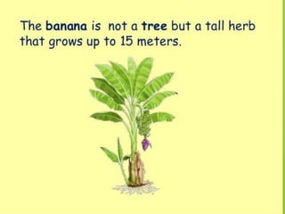 Banana | PPTX