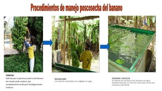 Banana | PPT