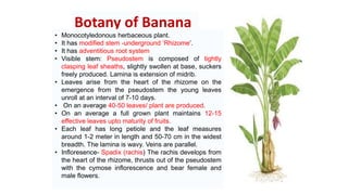Banana all agricultural practices including the season to season ...