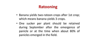 Banana all agricultural practices including the season to season ...