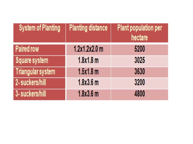 banana- morphology, taxonomy, varieties.pptx