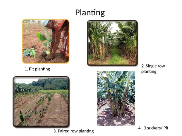 banana- morphology, taxonomy, varieties.pptx