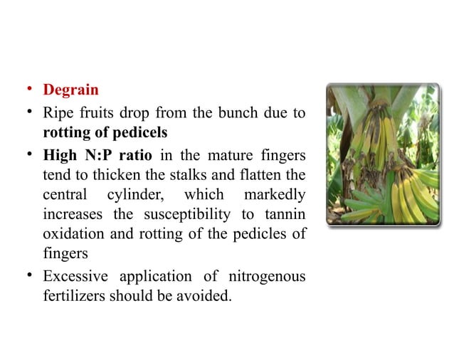 banana- morphology, taxonomy, varieties.pptx