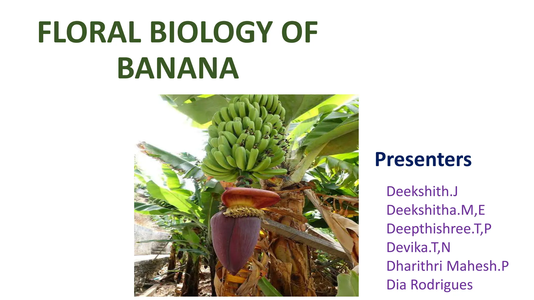 banana-classification and floral biology.pptx | Gardening | Home & Garden