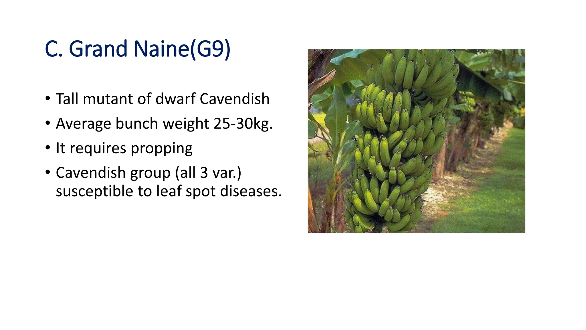 banana-classification and floral biology.pptx | Gardening | Home & Garden