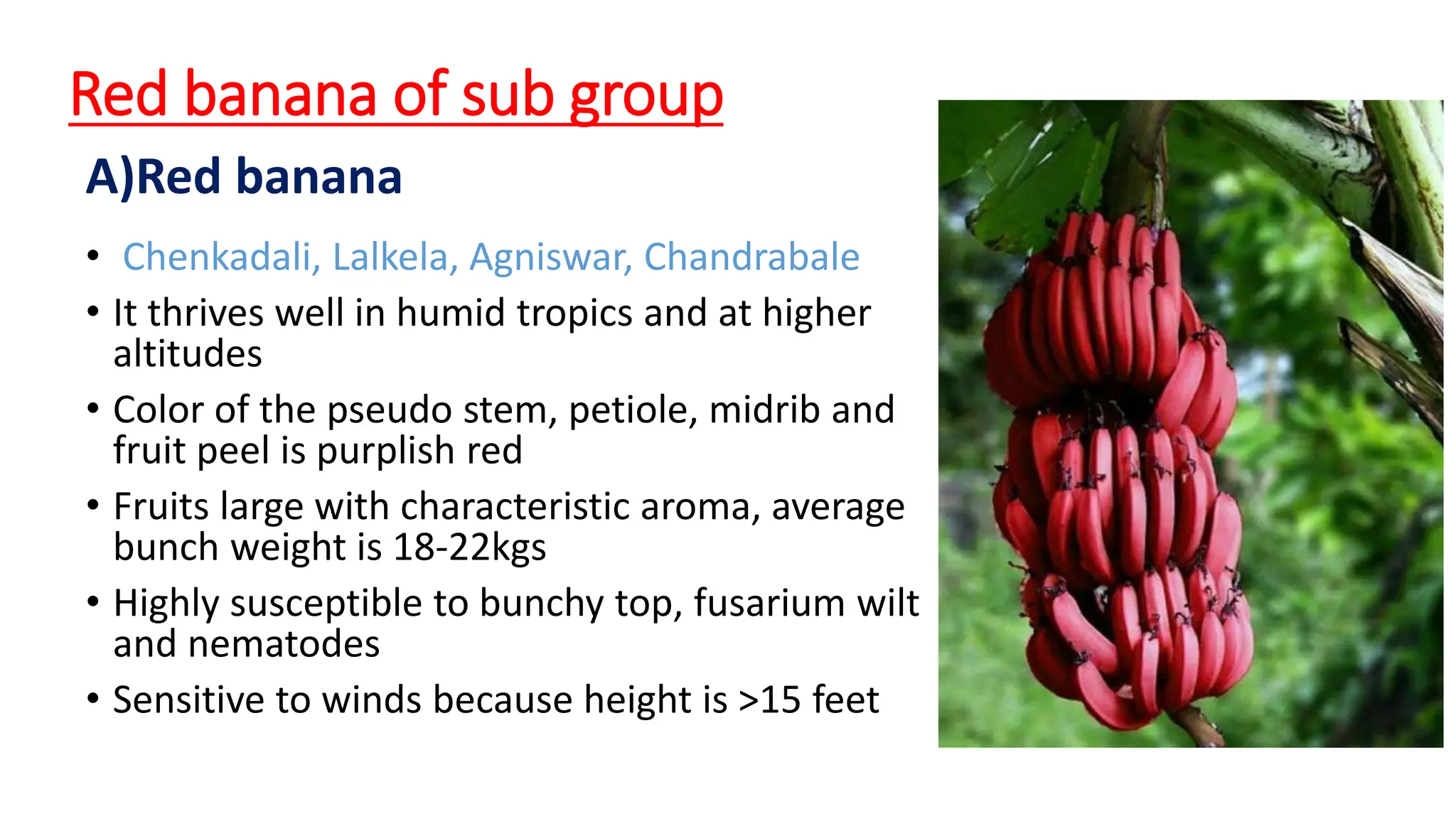 banana-classification and floral biology.pptx | Gardening | Home & Garden