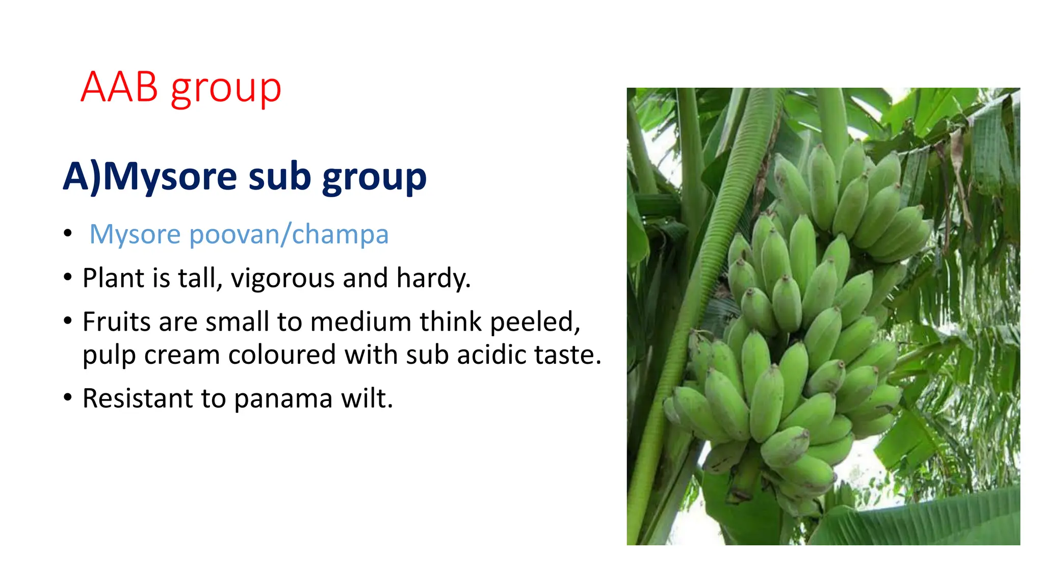 banana-classification and floral biology.pptx | Gardening | Home & Garden