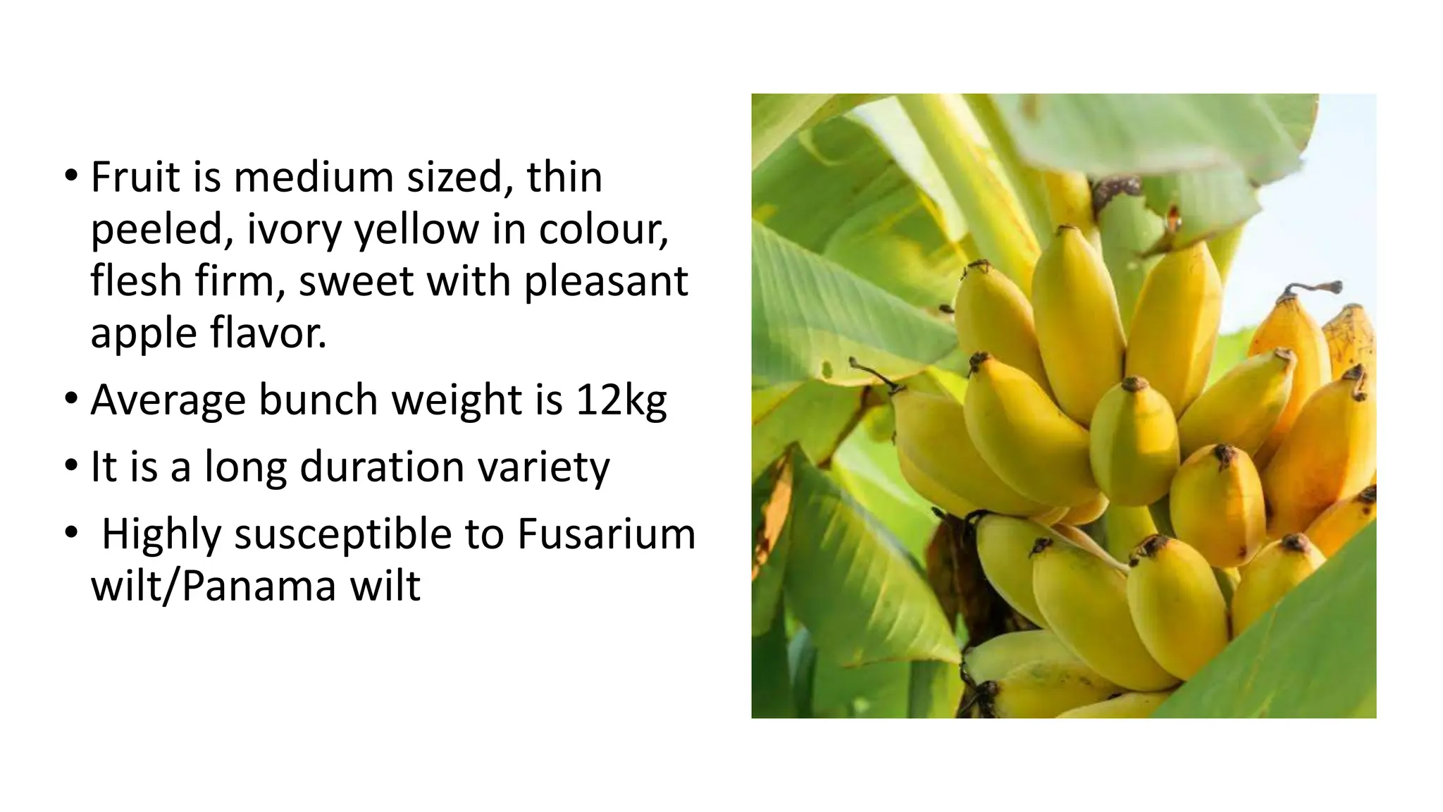 banana-classification and floral biology.pptx | Gardening | Home & Garden