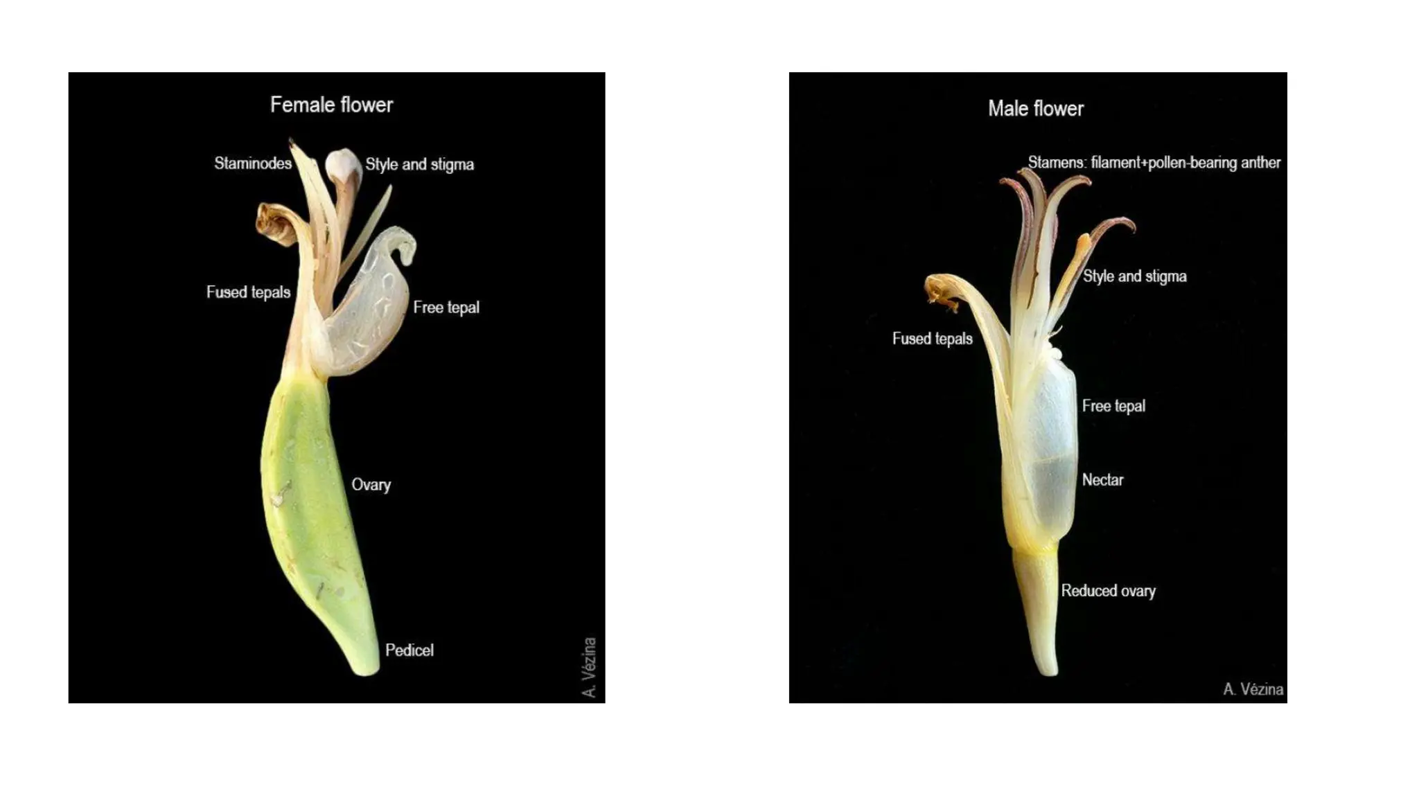 banana-classification and floral biology.pptx