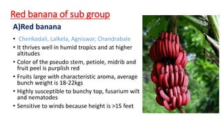 banana-classification and floral biology.pptx | Gardening | Home & Garden