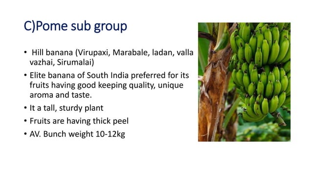 banana-classification and floral biology.pptx | Gardening | Home & Garden