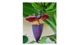 banana-classification and floral biology.pptx