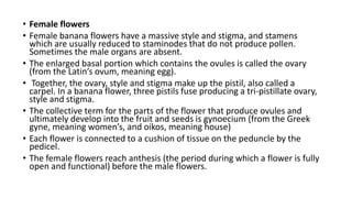 banana-classification and floral biology.pptx | Gardening | Home & Garden