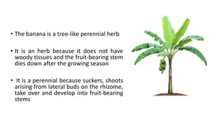 banana-classification and floral biology.pptx | Gardening | Home & Garden