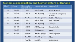 banana-classification and floral biology.pptx | Gardening | Home & Garden