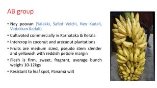 banana-classification and floral biology.pptx | Gardening | Home & Garden